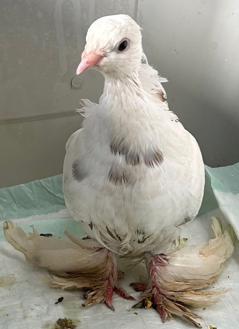 Ziertaube - Tierheim Montabaur